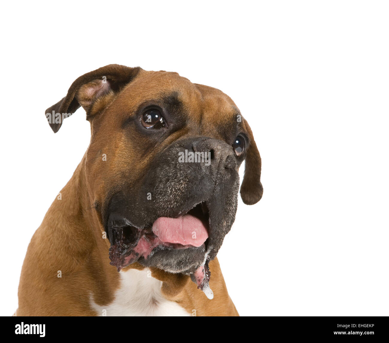 White boxer dog angry hi-res stock photography and images - Alamy