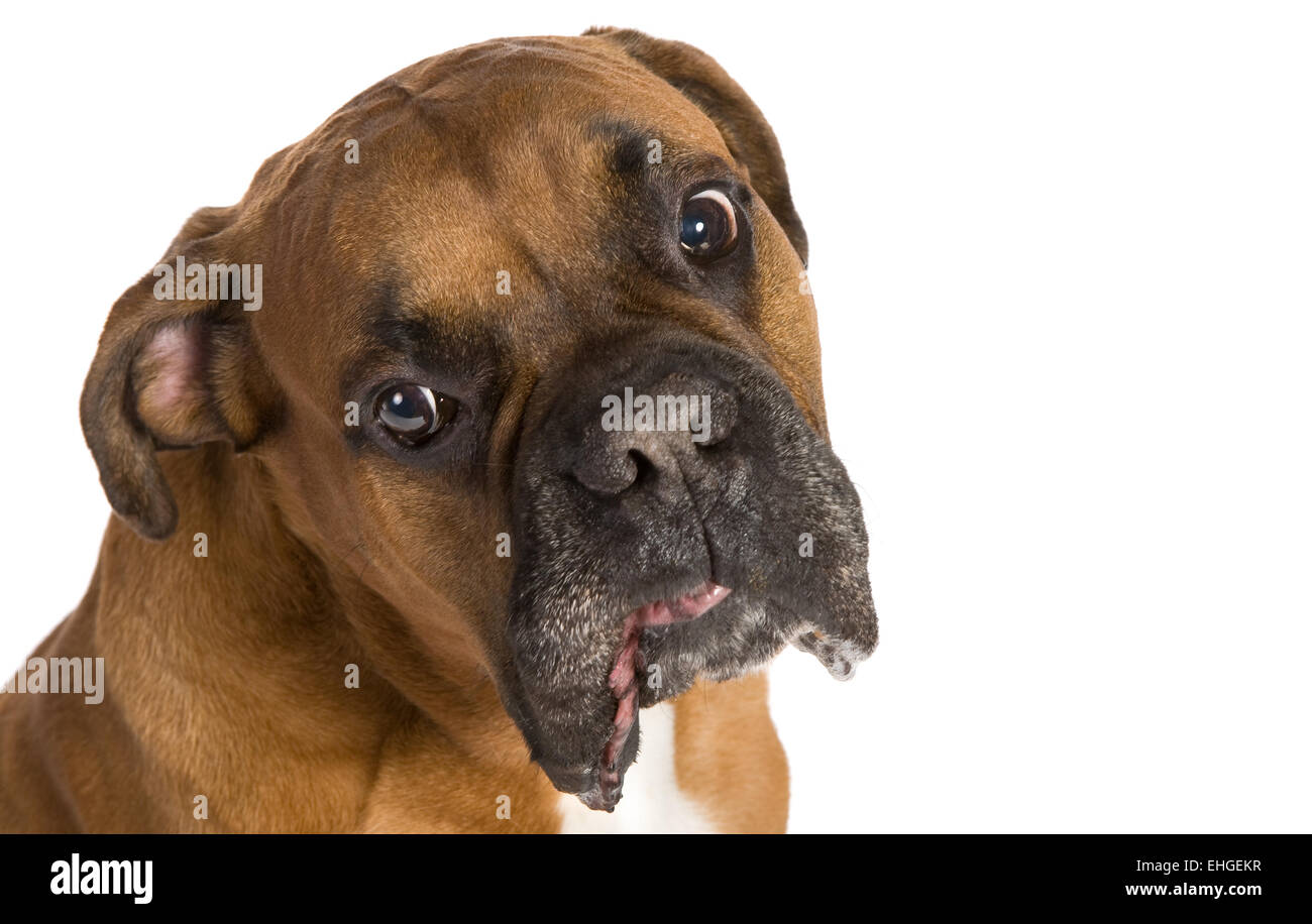 adult Boxer of white background Stock Photo - Alamy