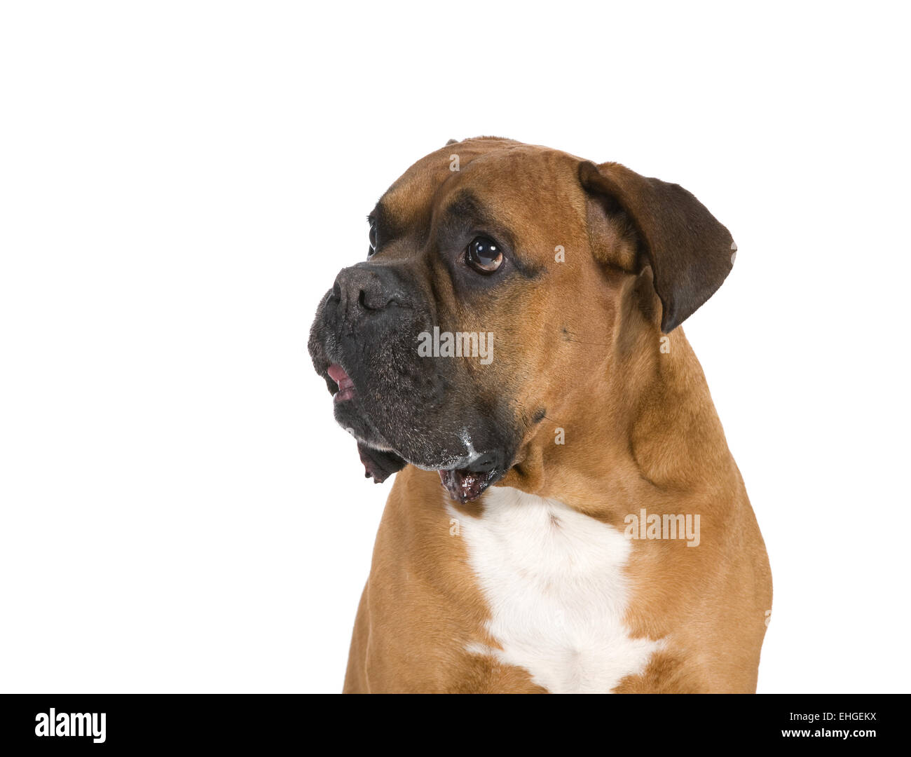 French Boxer Dog Stock Photos & French Boxer Dog Stock Images - Alamy