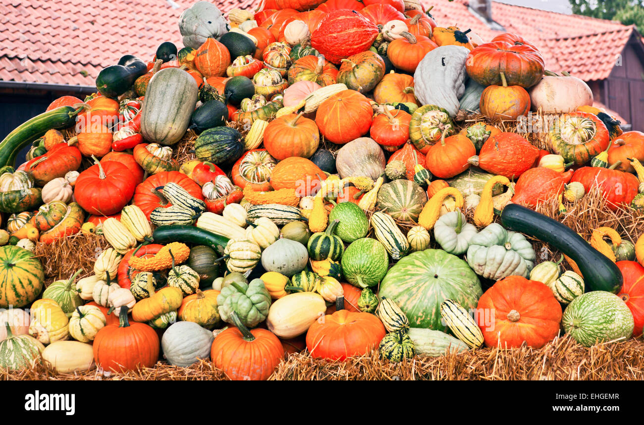 Pumpkins collection hi-res stock photography and images - Alamy