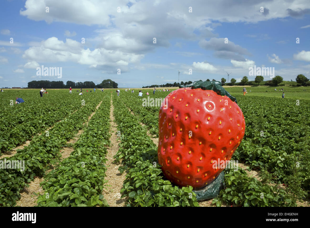 strawberry field in Germany Stock Photo - Alamy