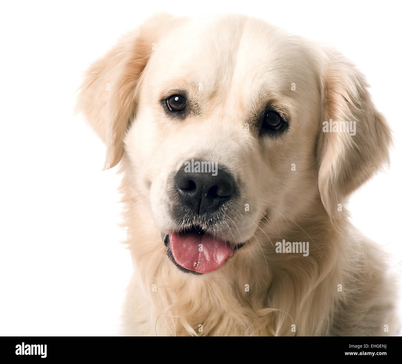 The gold retriever posing in studio Stock Photo - Alamy