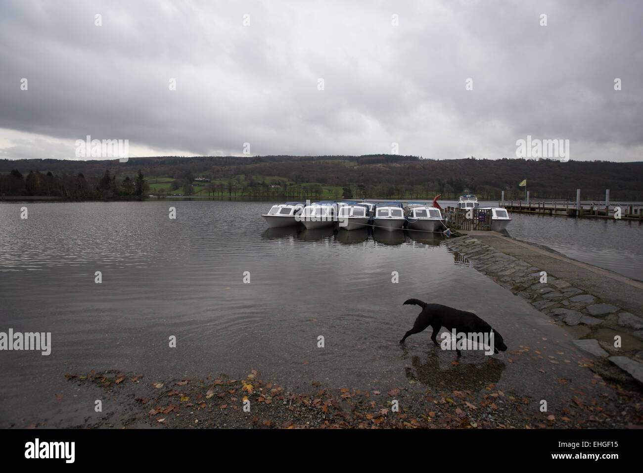 Black Labrador outside Stock Photo - Alamy
