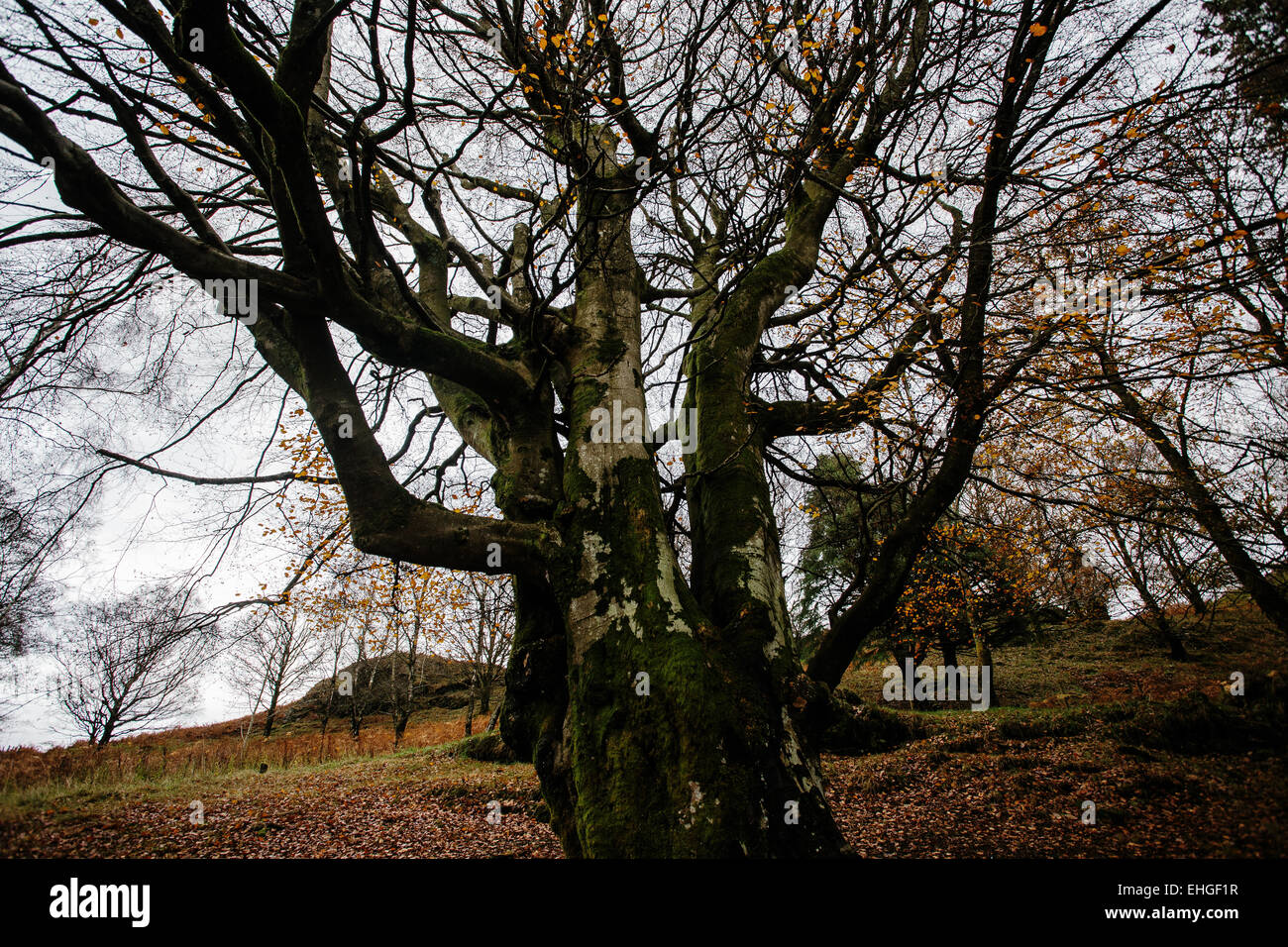 Amazing British Trees Stock Photo - Alamy