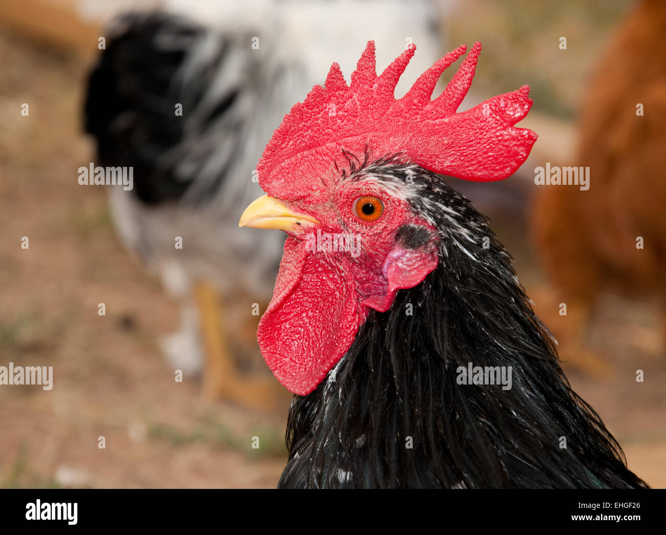 Rooster hi-res stock photography and images - Alamy