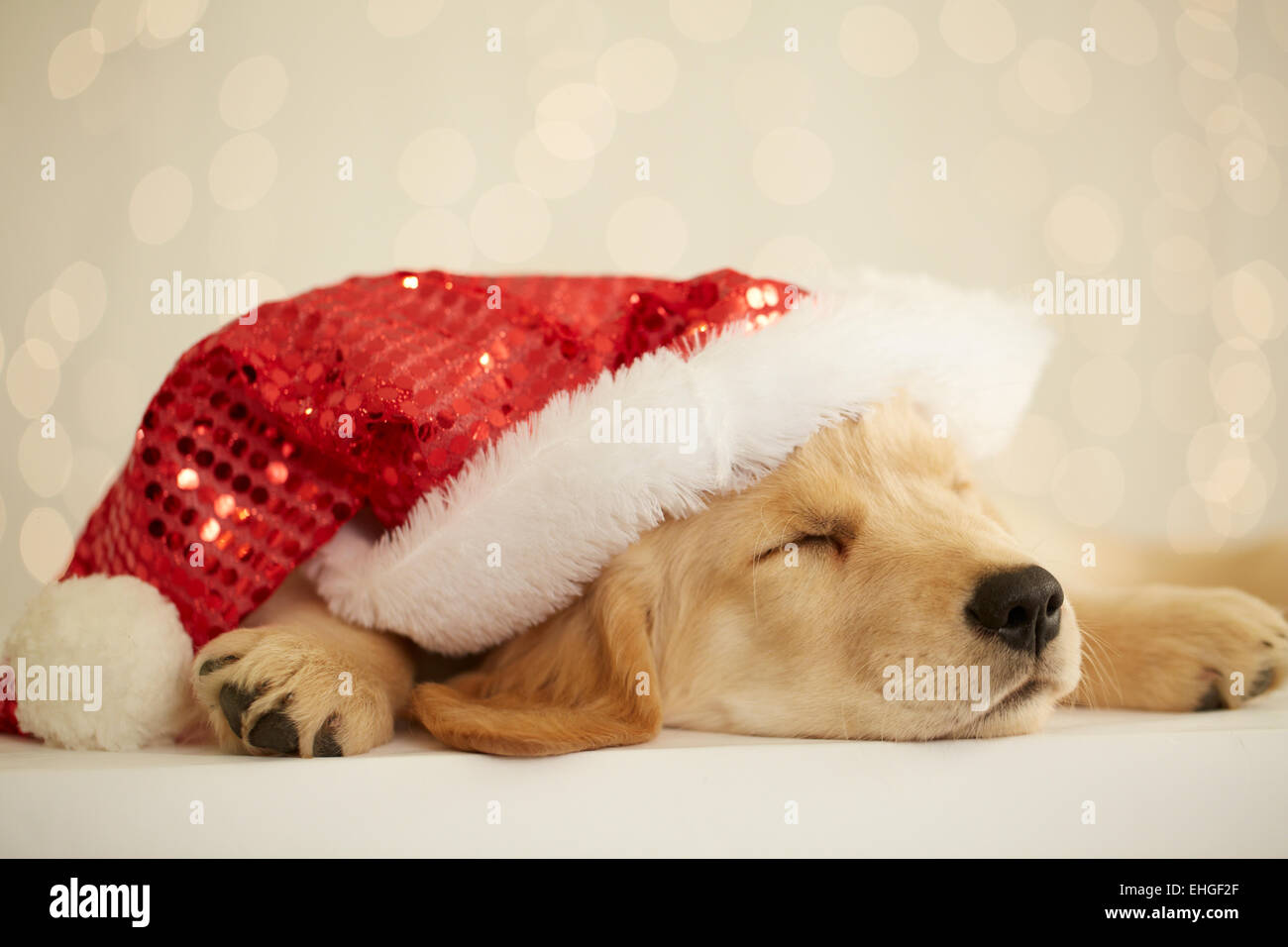 Golden retriever santa hat dog hi-res stock photography and images - Alamy
