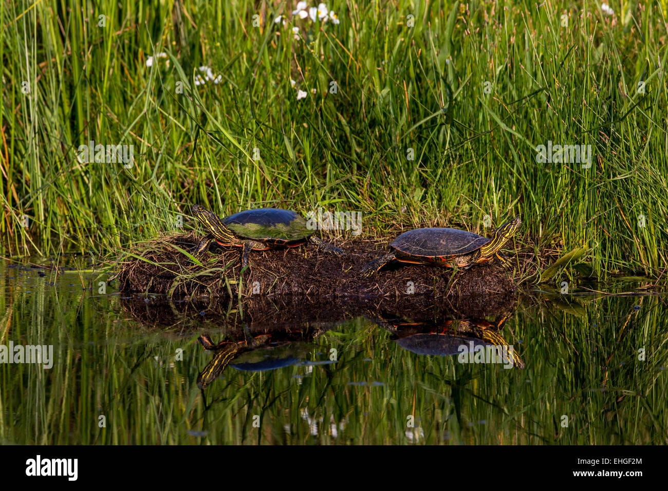 Painted turtles basking in the sun Stock Photo - Alamy