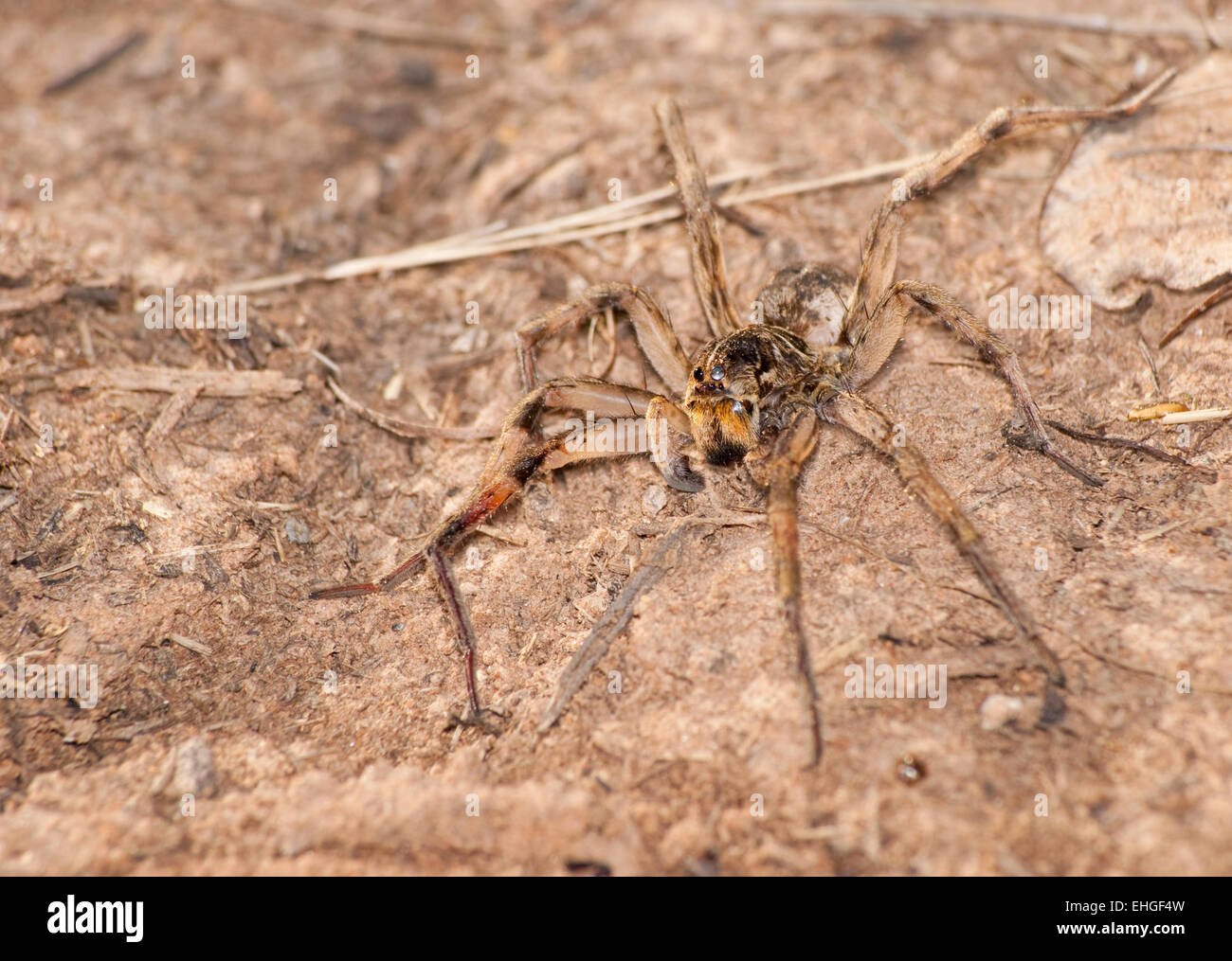 Burrowing Wolf Spider, Geolycosa, in its natural environment Stock ...
