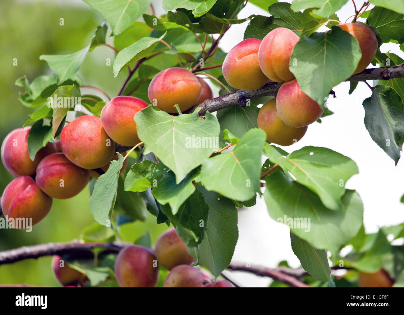 Loaded orange tree hi-res stock photography and images - Alamy