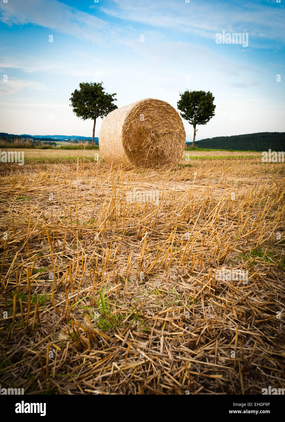 Hay Bale and Trees Stock Photo - Alamy