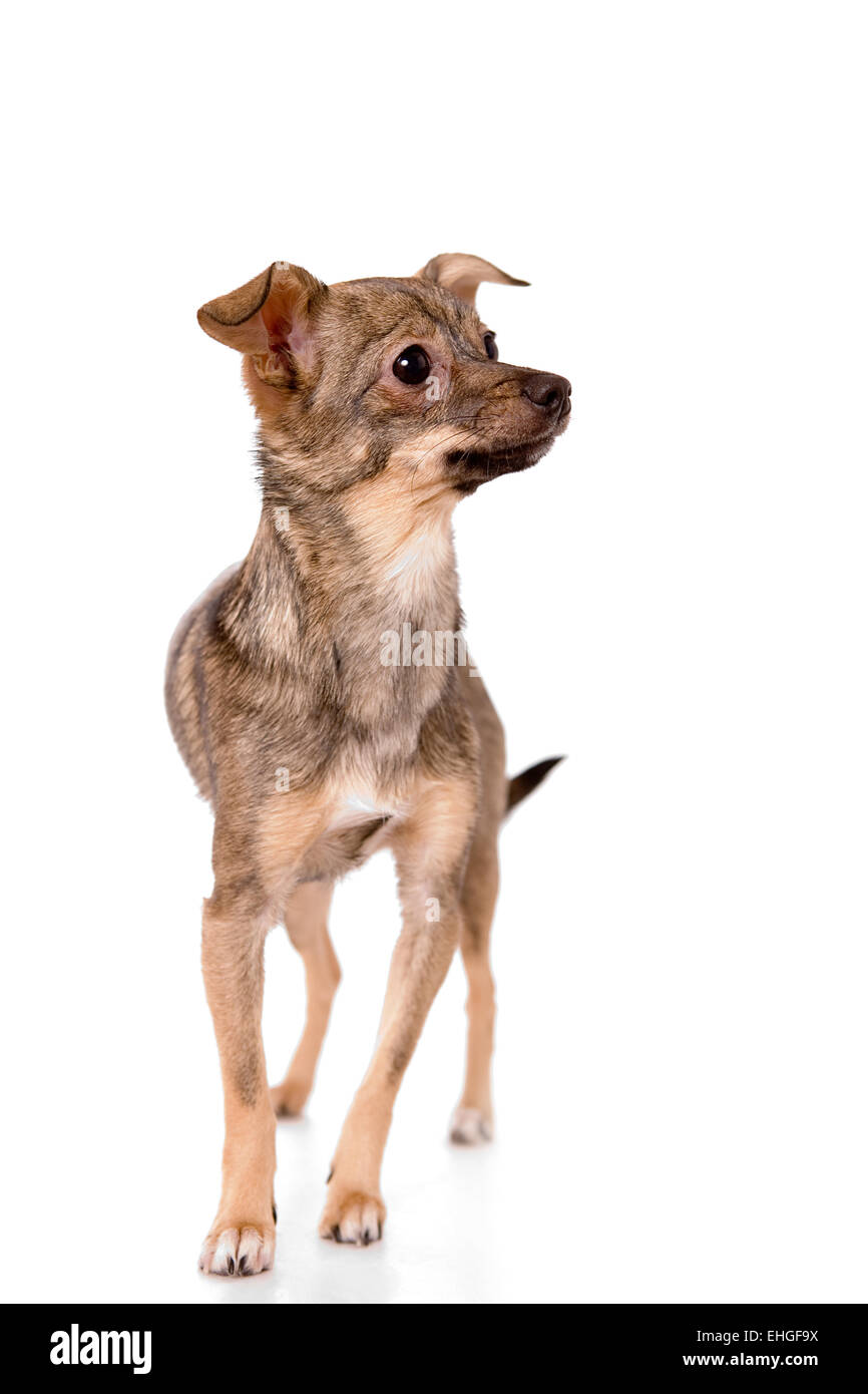 Small dog resting on Cut Out Stock Images & Pictures - Alamy
