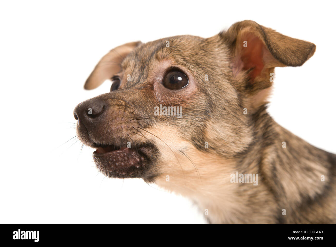 Small dog resting on white background Stock Photo - Alamy