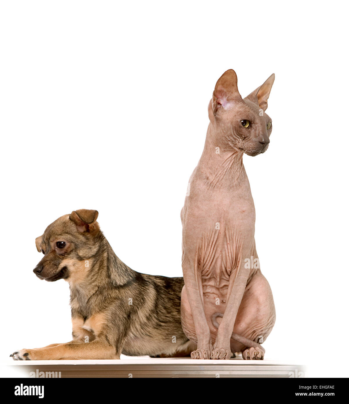 Cat and dog Stock Photo - Alamy