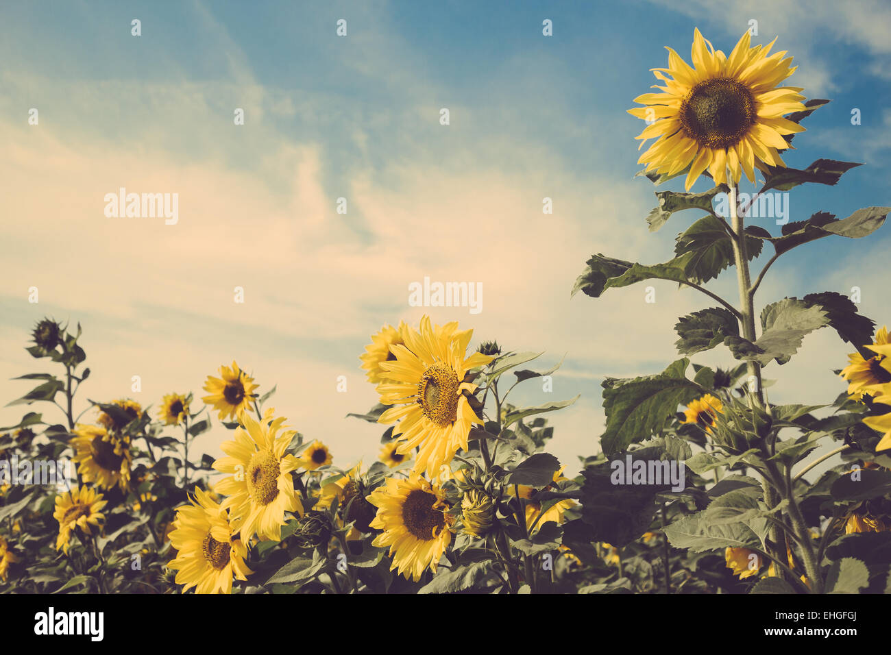 sunflower flower field blue sky vintage retro Stock Photo - Alamy