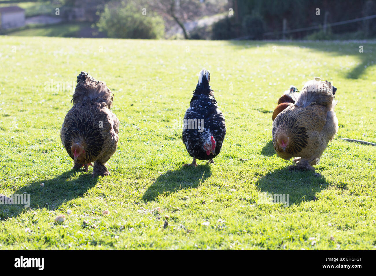 Many hens hi-res stock photography and images - Alamy