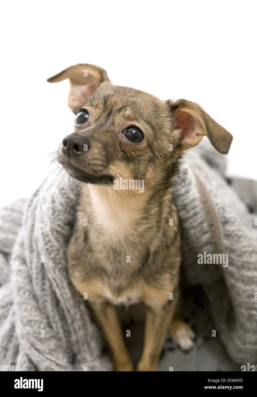 Small dog resting on white background Stock Photo - Alamy