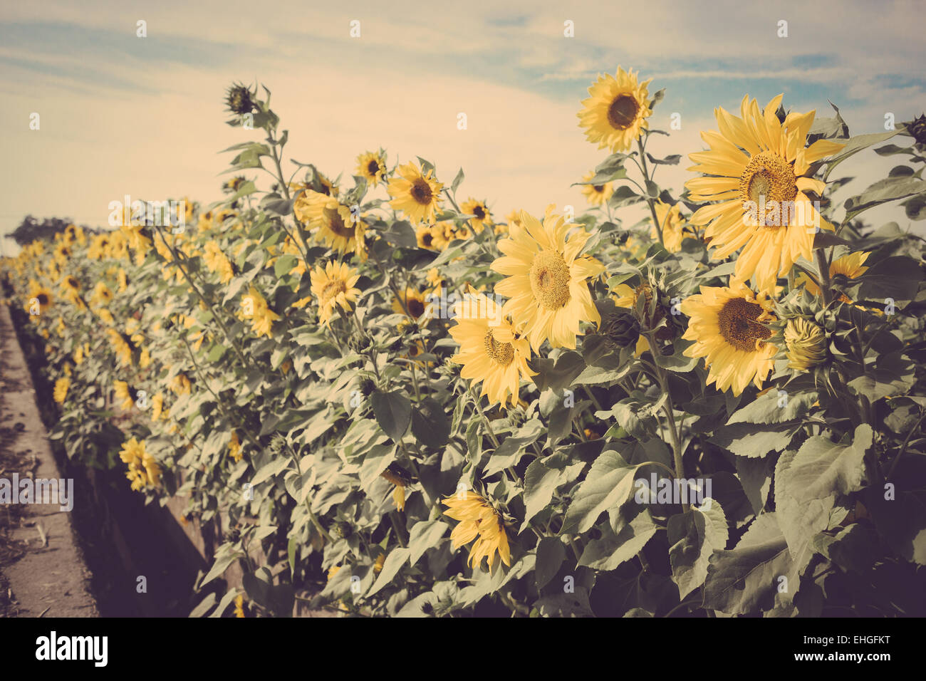 Sunflower field sky blue hi-res stock photography and images - Alamy
