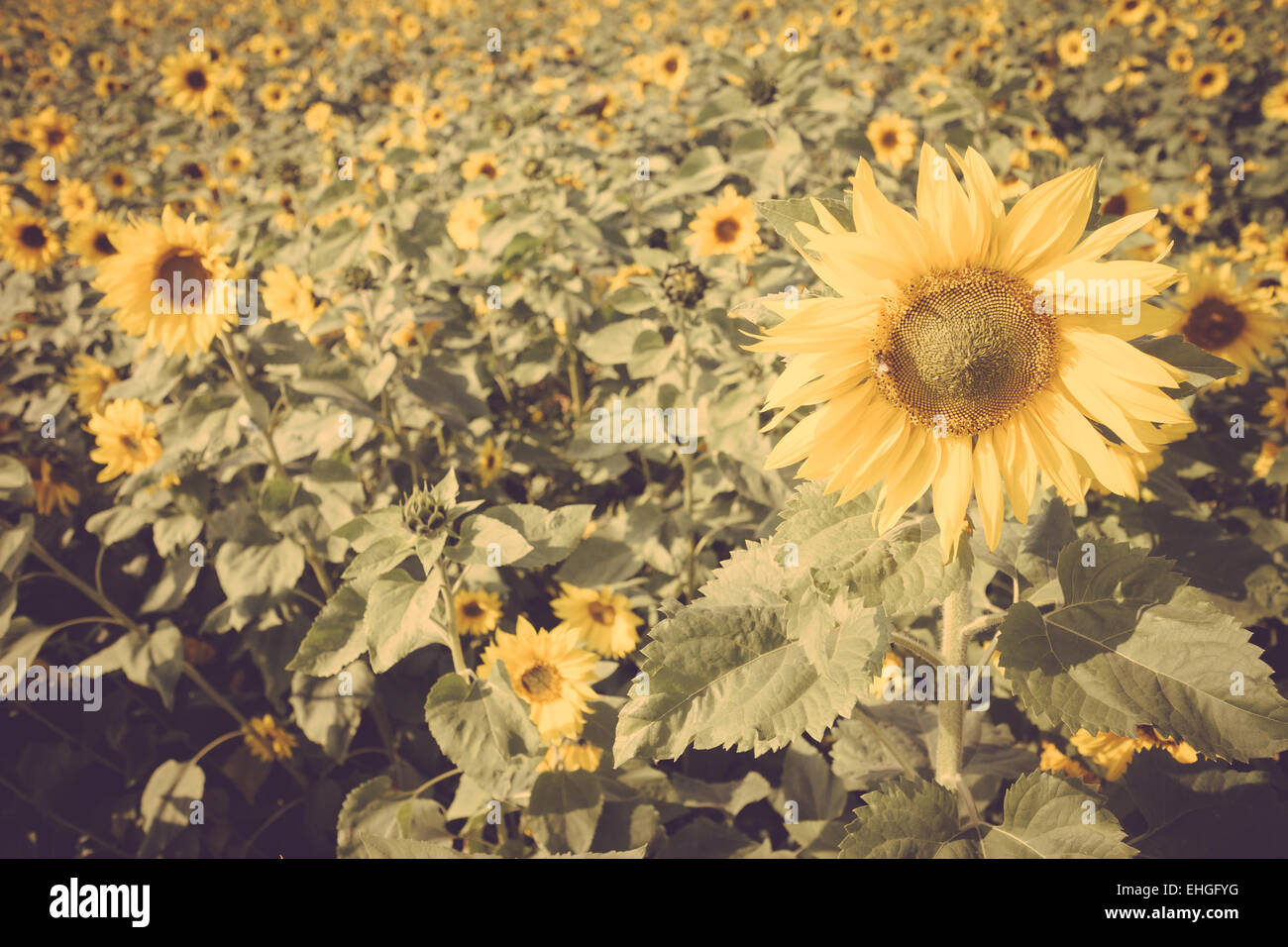 sunflower flower vintage retro Stock Photo - Alamy