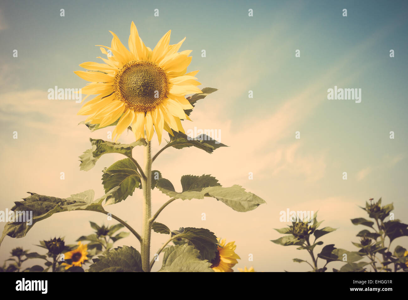 sunflower flower field blue sky vintage retro Stock Photo - Alamy