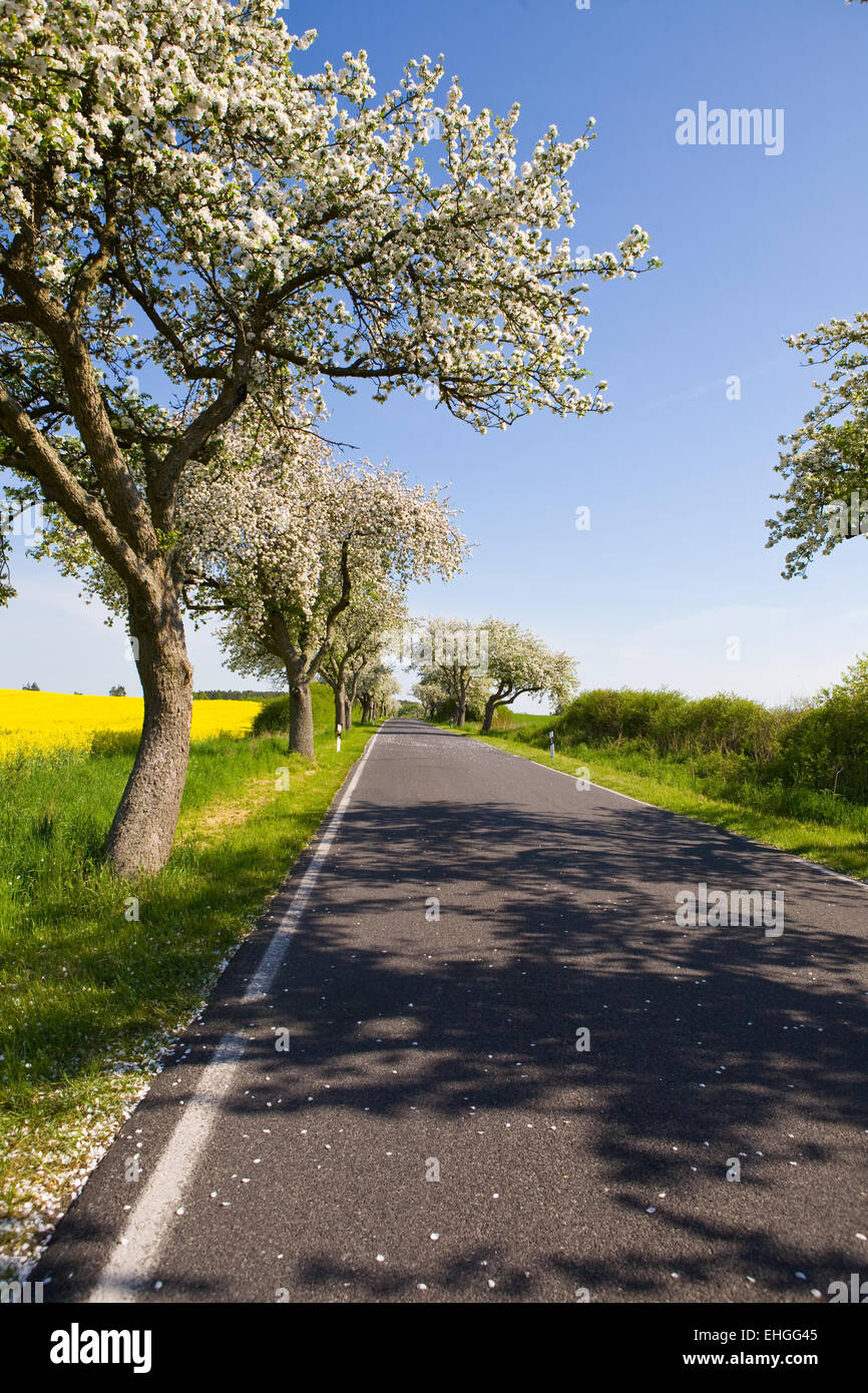 Landscape with blossom apple tree Stock Photo - Alamy