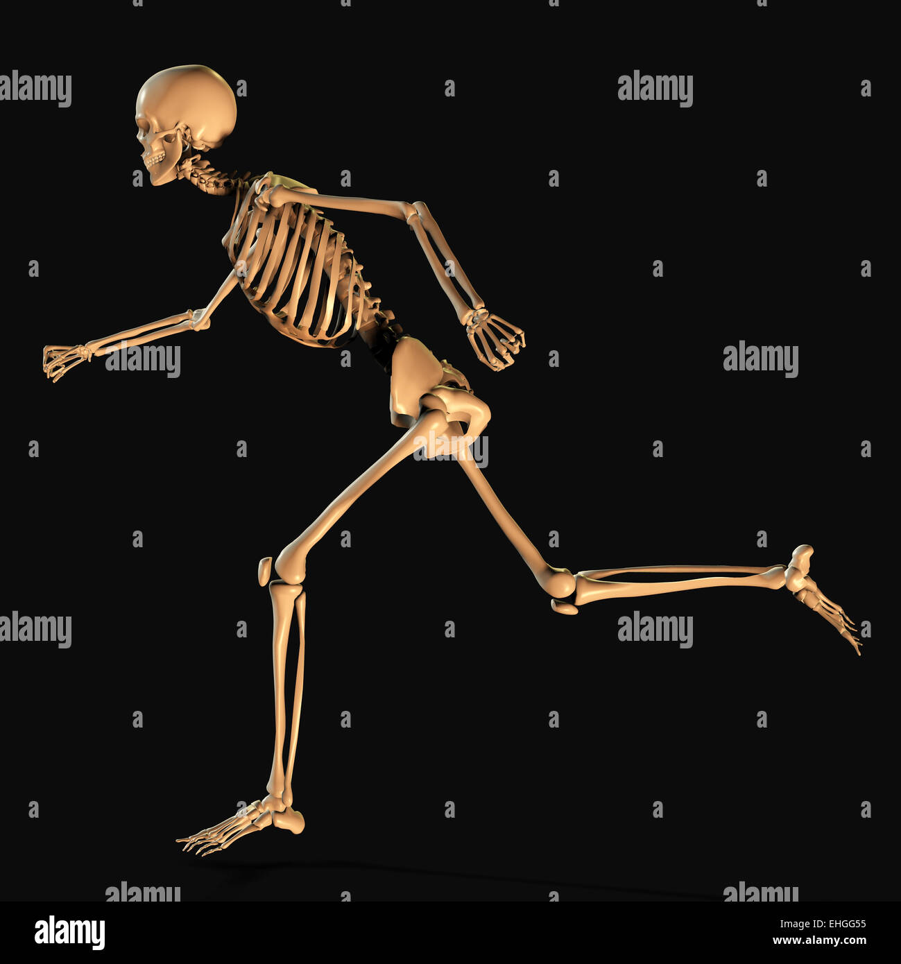Male muscle anatomy human legs hi-res stock photography and images - Alamy