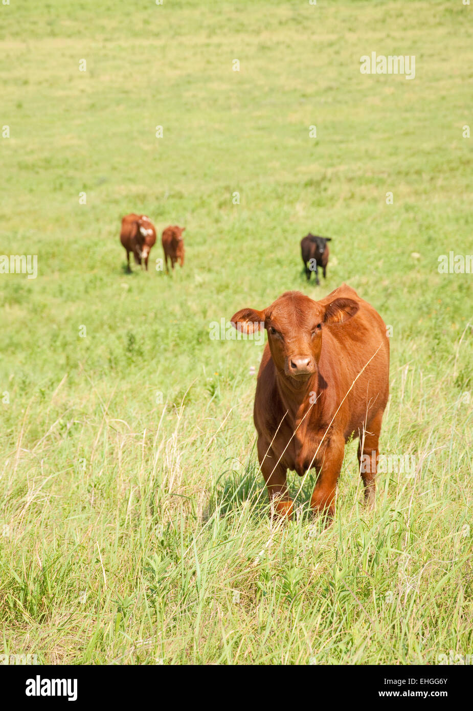 Curious young steer in prairie pasture walking towards viewer Stock ...