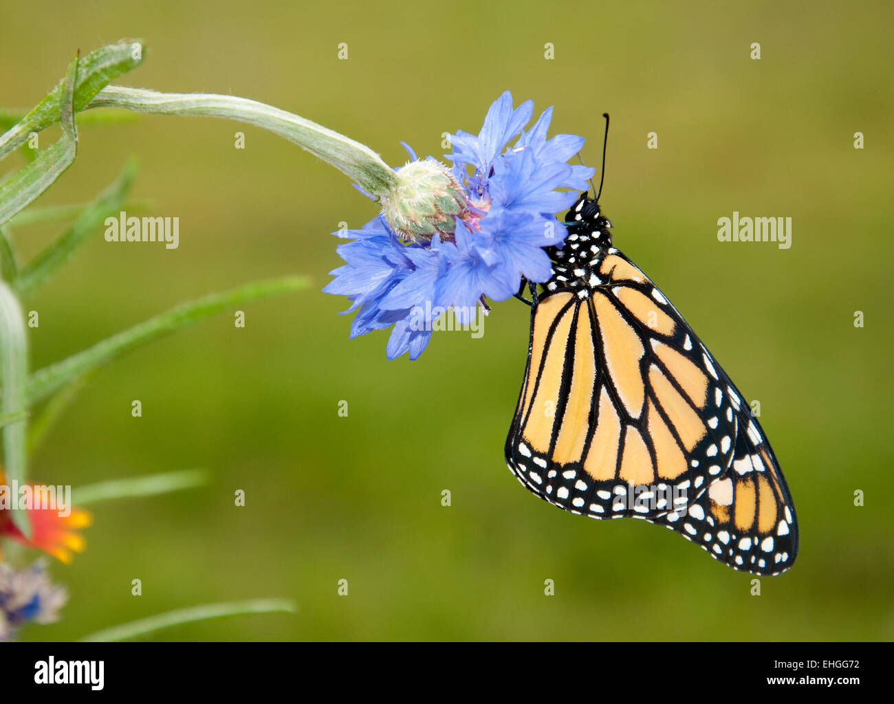 Blue monarch butterfly hi-res stock photography and images - Alamy