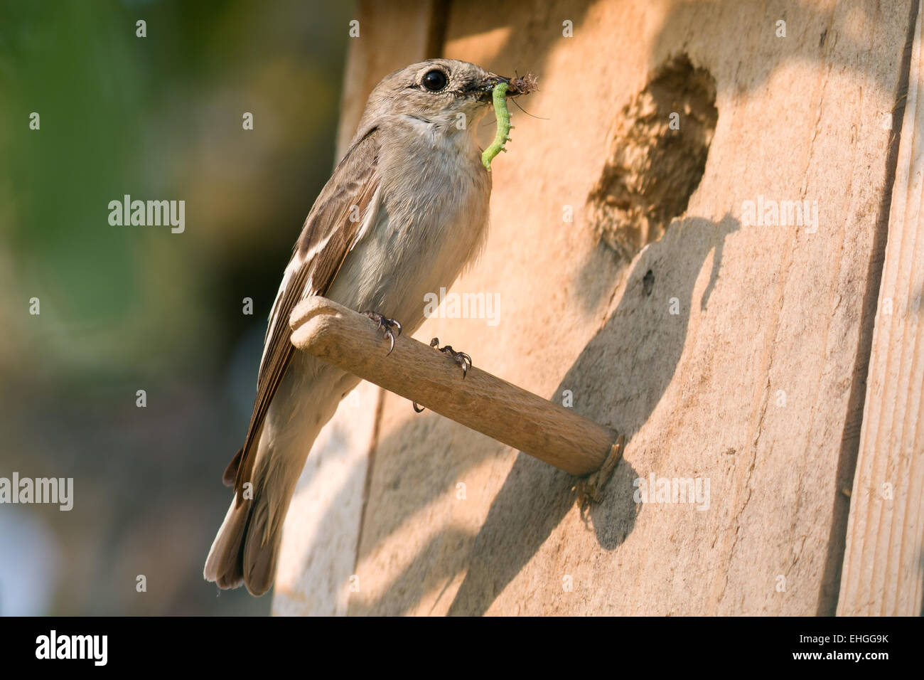Collared flycatcher hi-res stock photography and images - Alamy