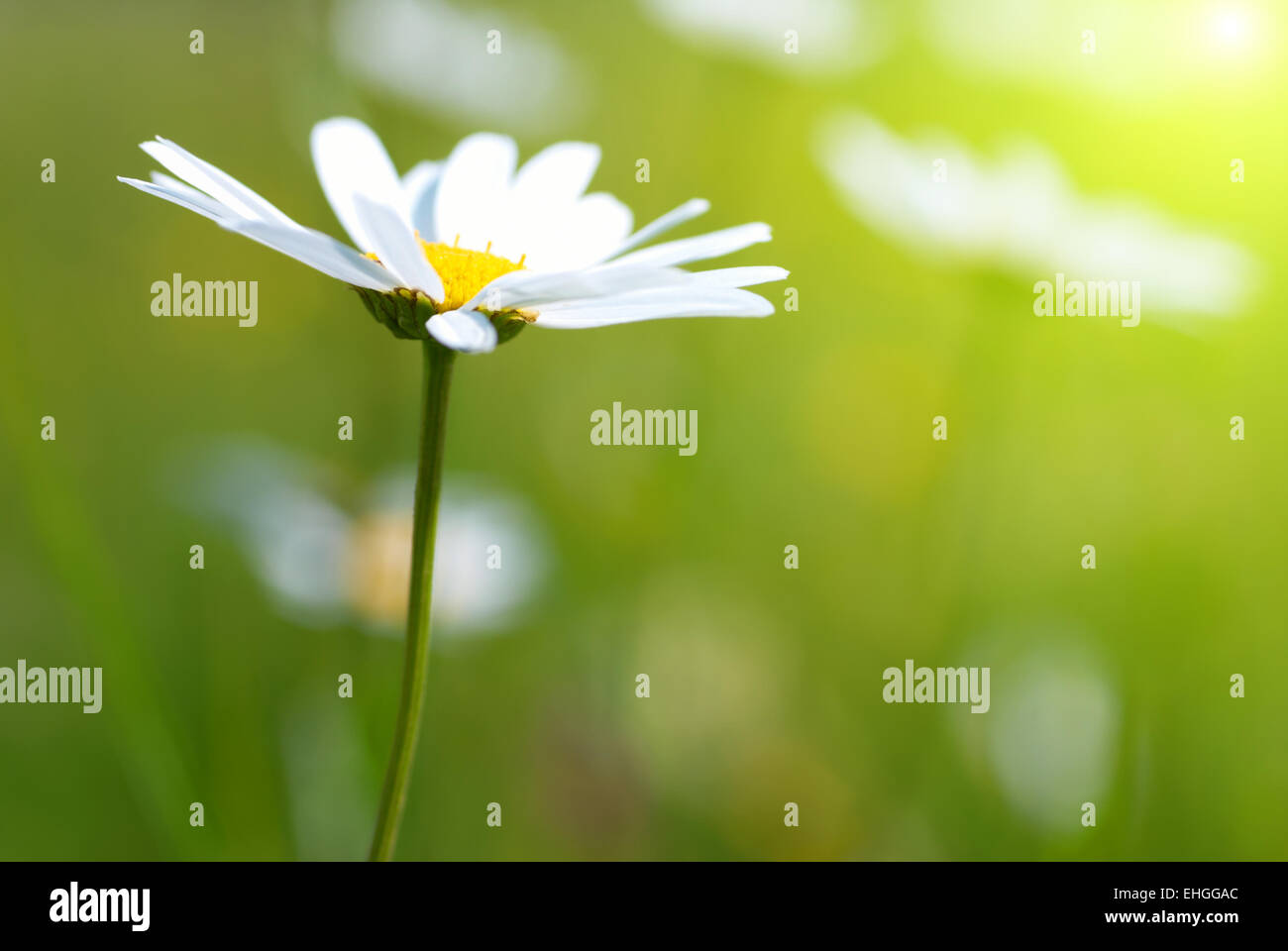 Group daisy on green hi-res stock photography and images - Alamy
