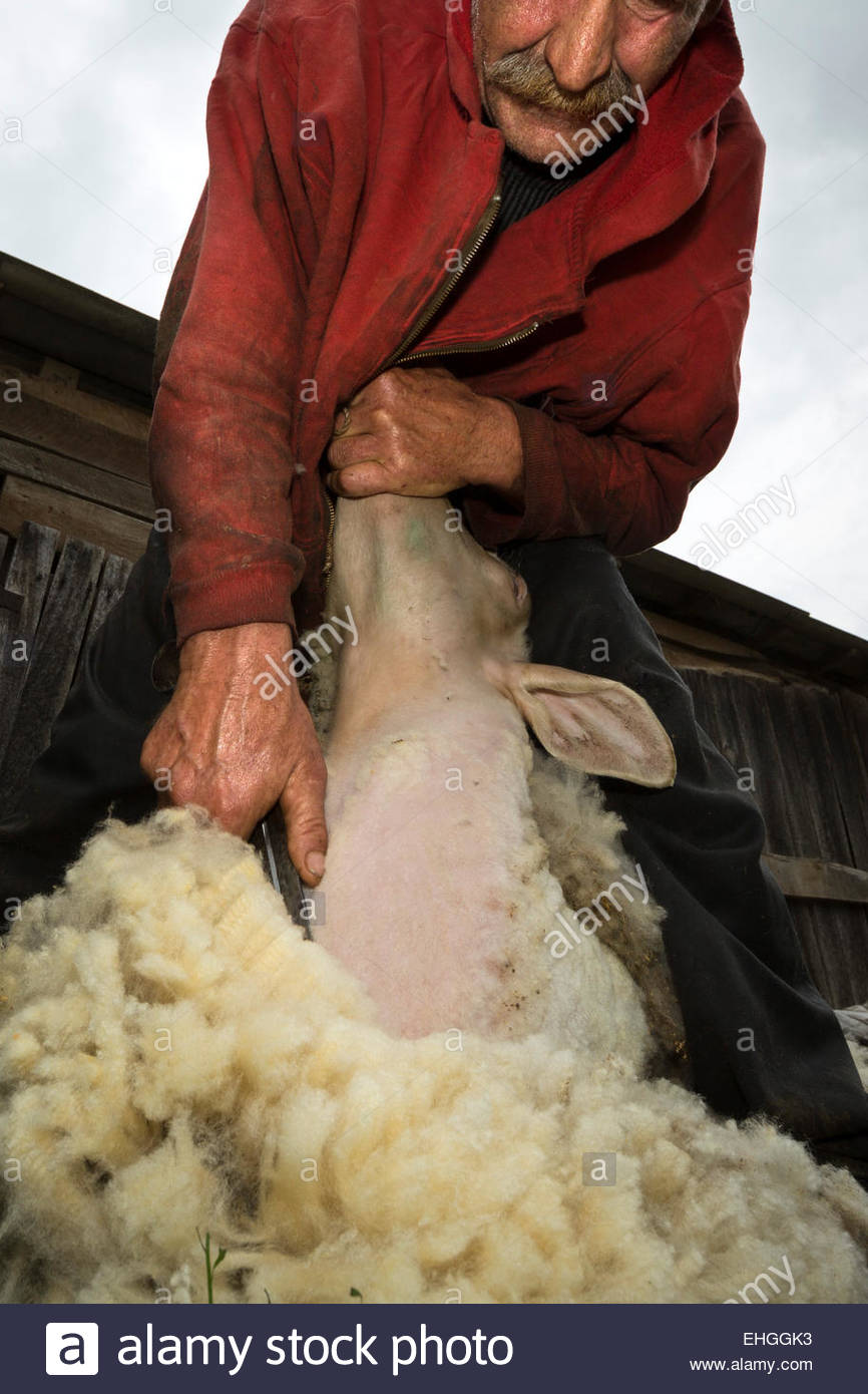 Sheep Man Stock Photos & Sheep Man Stock Images - Alamy