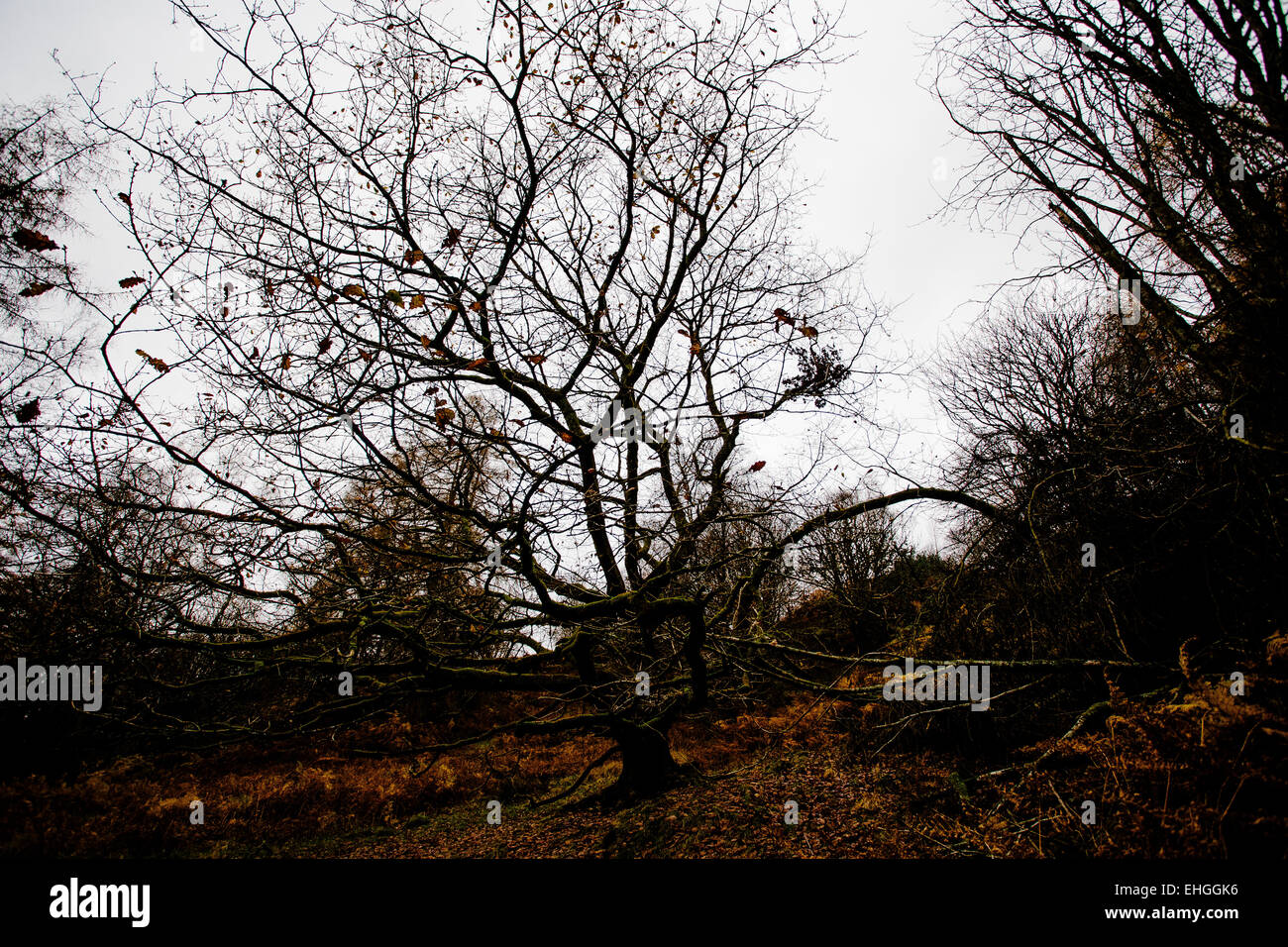 Amazing British Trees Stock Photo - Alamy