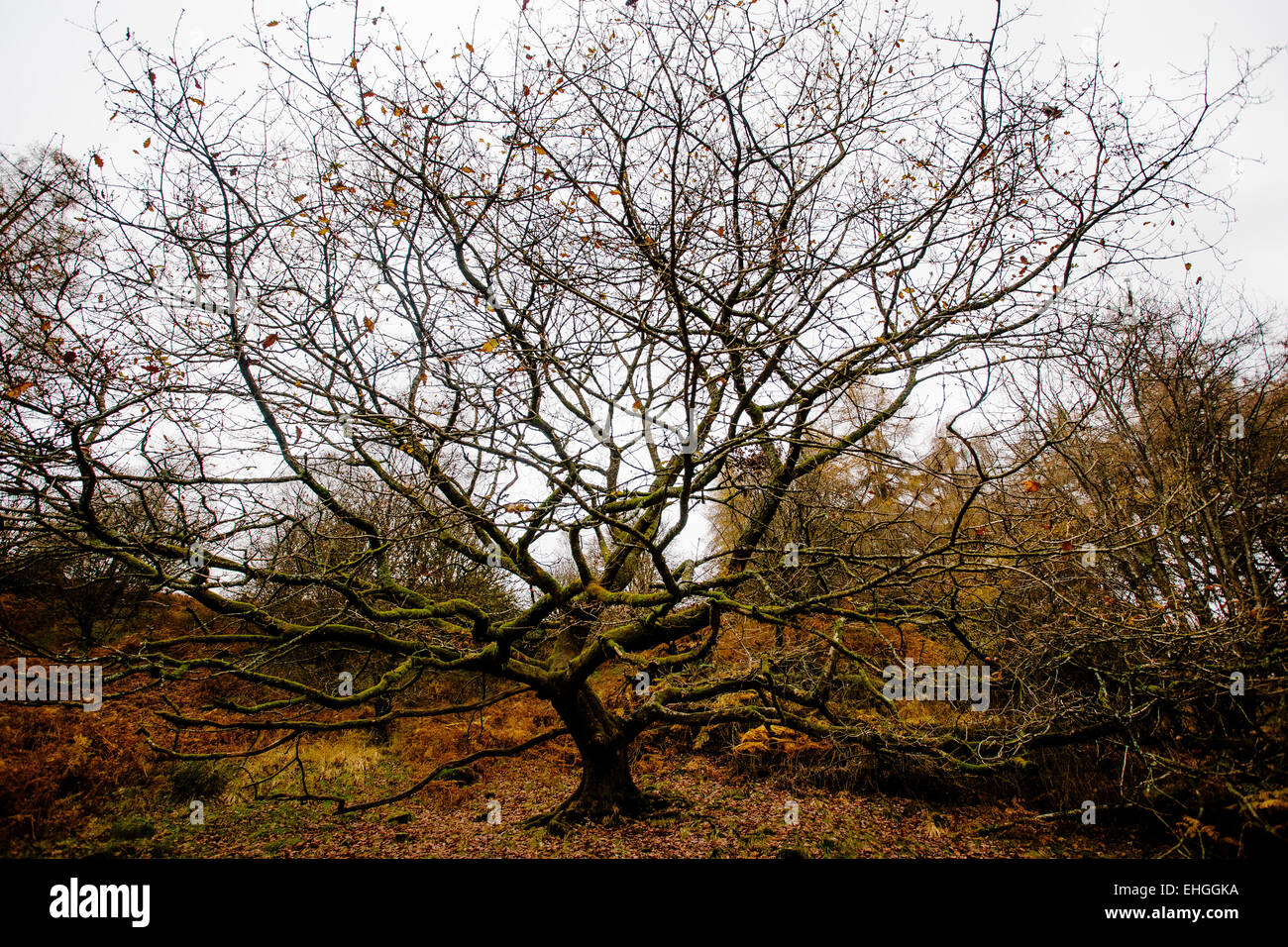 Amazing British Trees Stock Photo - Alamy