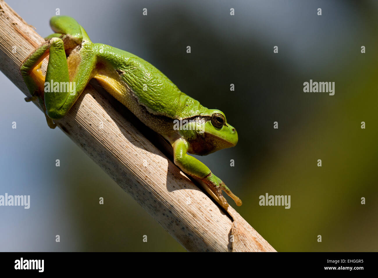 common tree frog Stock Photo - Alamy