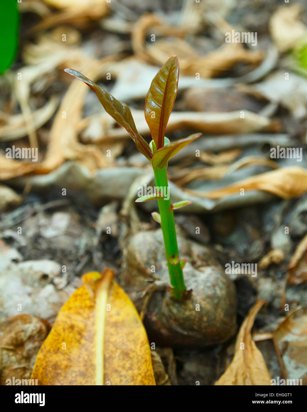 Coconut sprout hi-res stock photography and images - Alamy