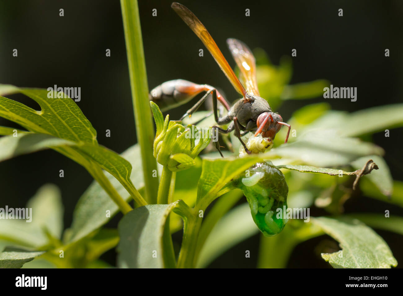 A wasp having a meal Stock Photo - Alamy