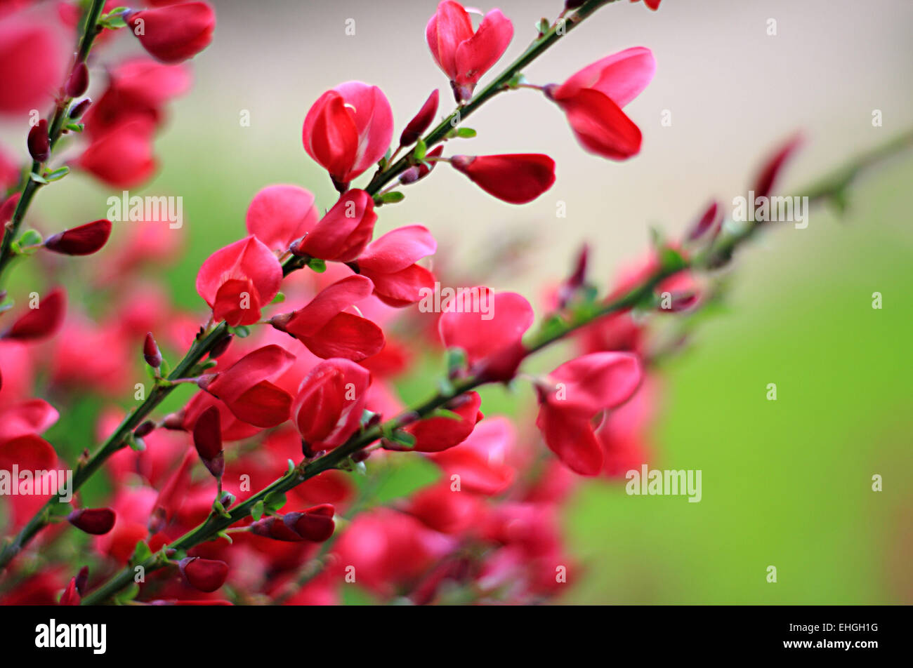 Cytisus scoparius boskoop ruby hi-res stock photography and images - Alamy