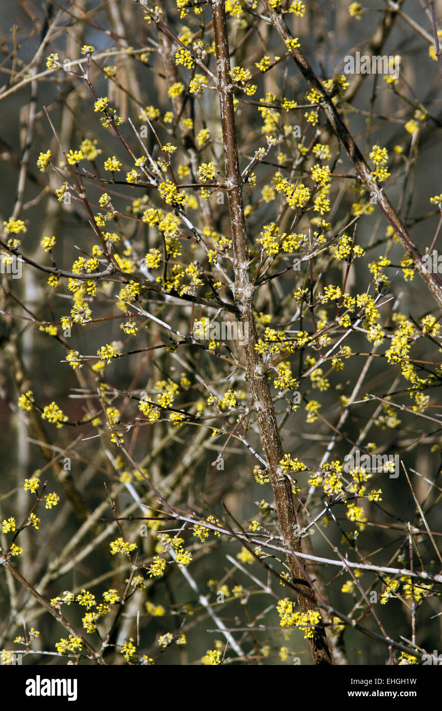 European Cornel, Cornus mas Stock Photo - Alamy