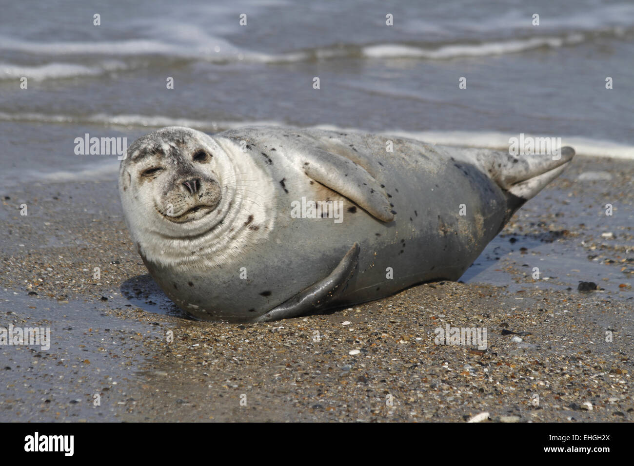 Seal gray hi-res stock photography and images - Alamy