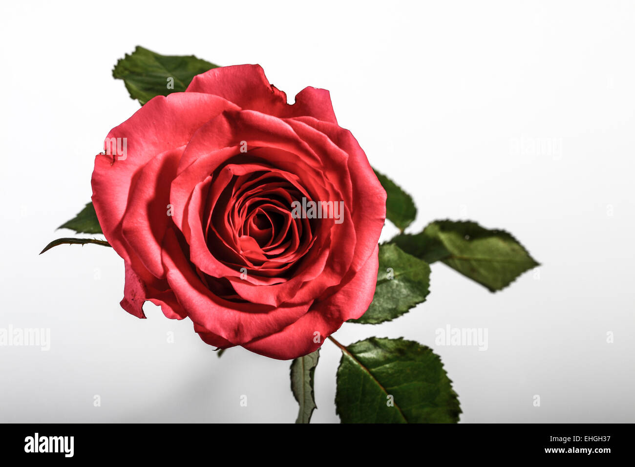 Single red rose on a white background Stock Photo - Alamy