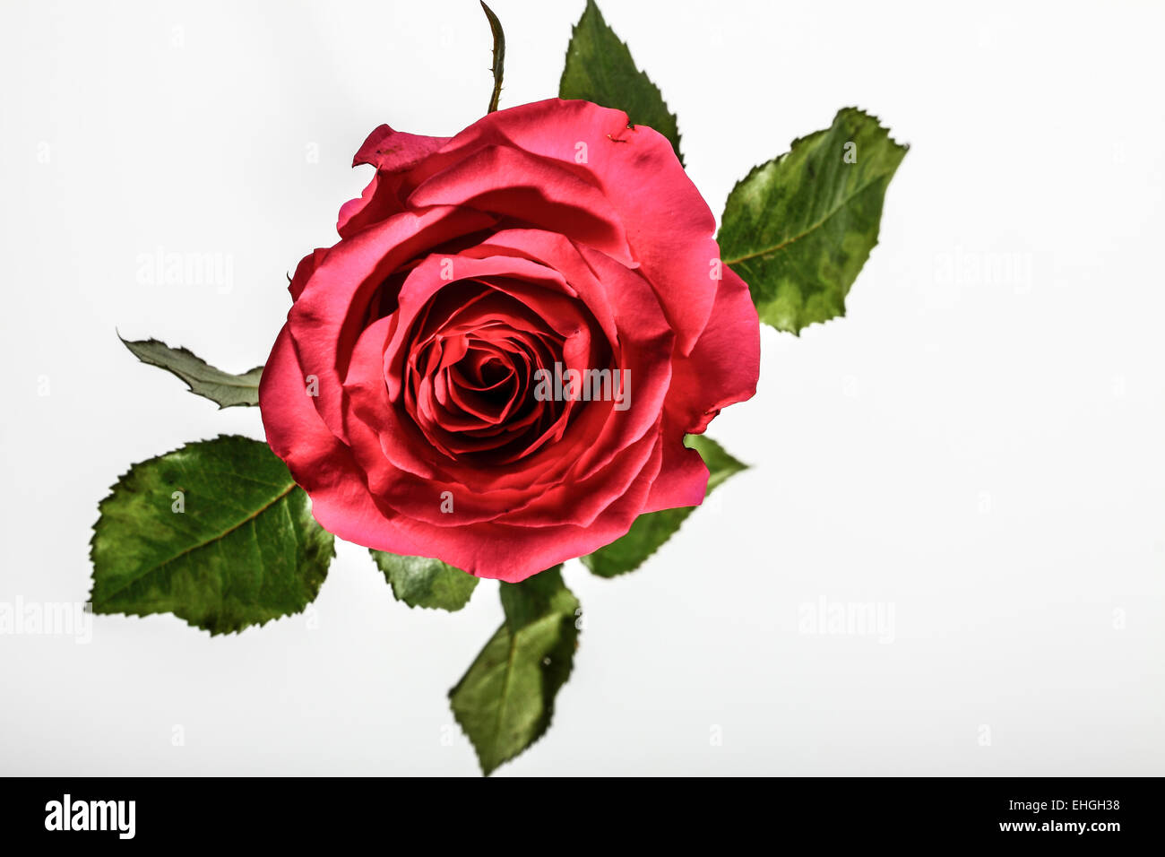 Single red rose on a white background Stock Photo - Alamy