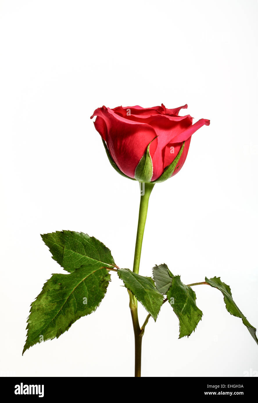 Single red rose on a white background Stock Photo - Alamy