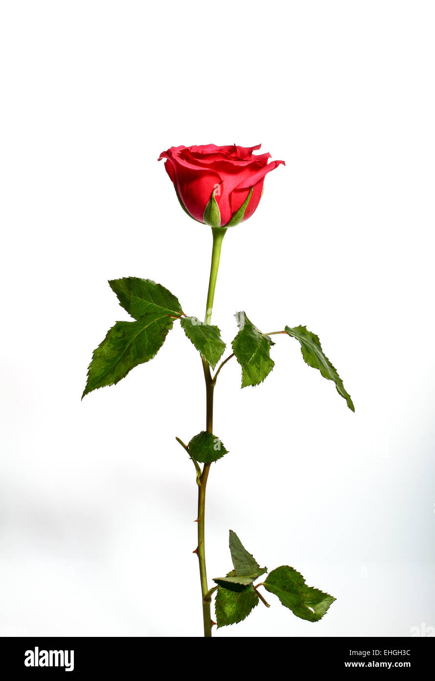 Single red rose on a white background Stock Photo - Alamy