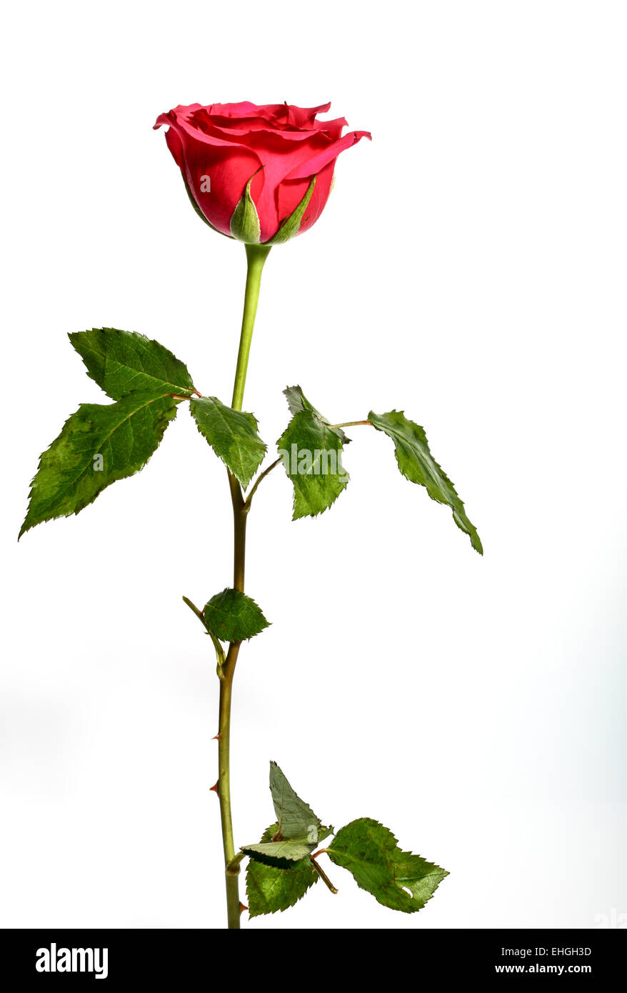 Single red rose on a white background Stock Photo - Alamy