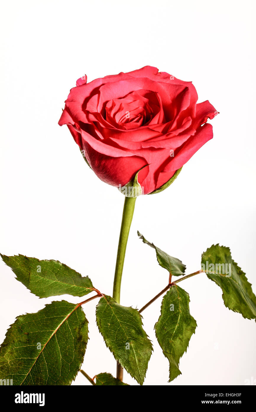 Single red rose on a white background Stock Photo - Alamy