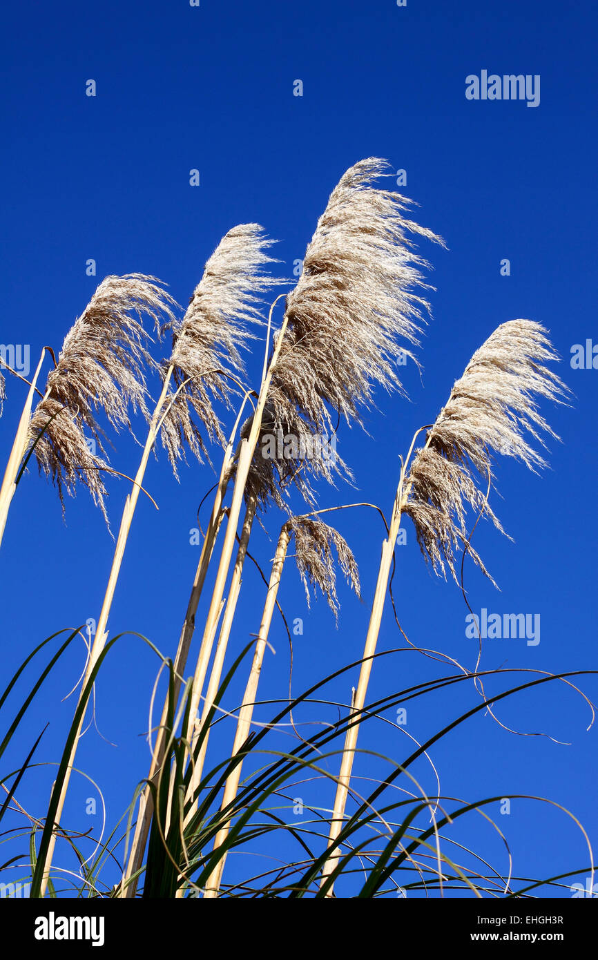 Pampas plants hi-res stock photography and images - Alamy