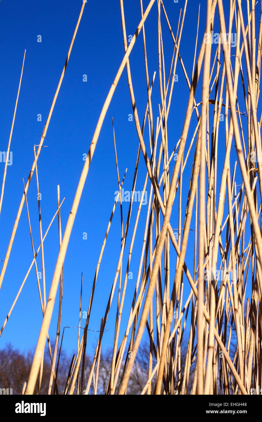 Reed stalk hi-res stock photography and images - Alamy