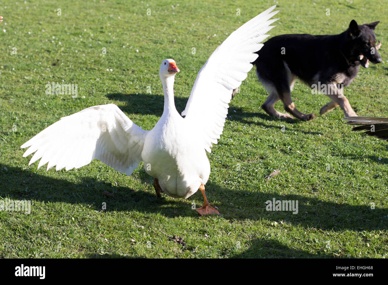 A white goose with wings open and a dog Stock Photo - Alamy