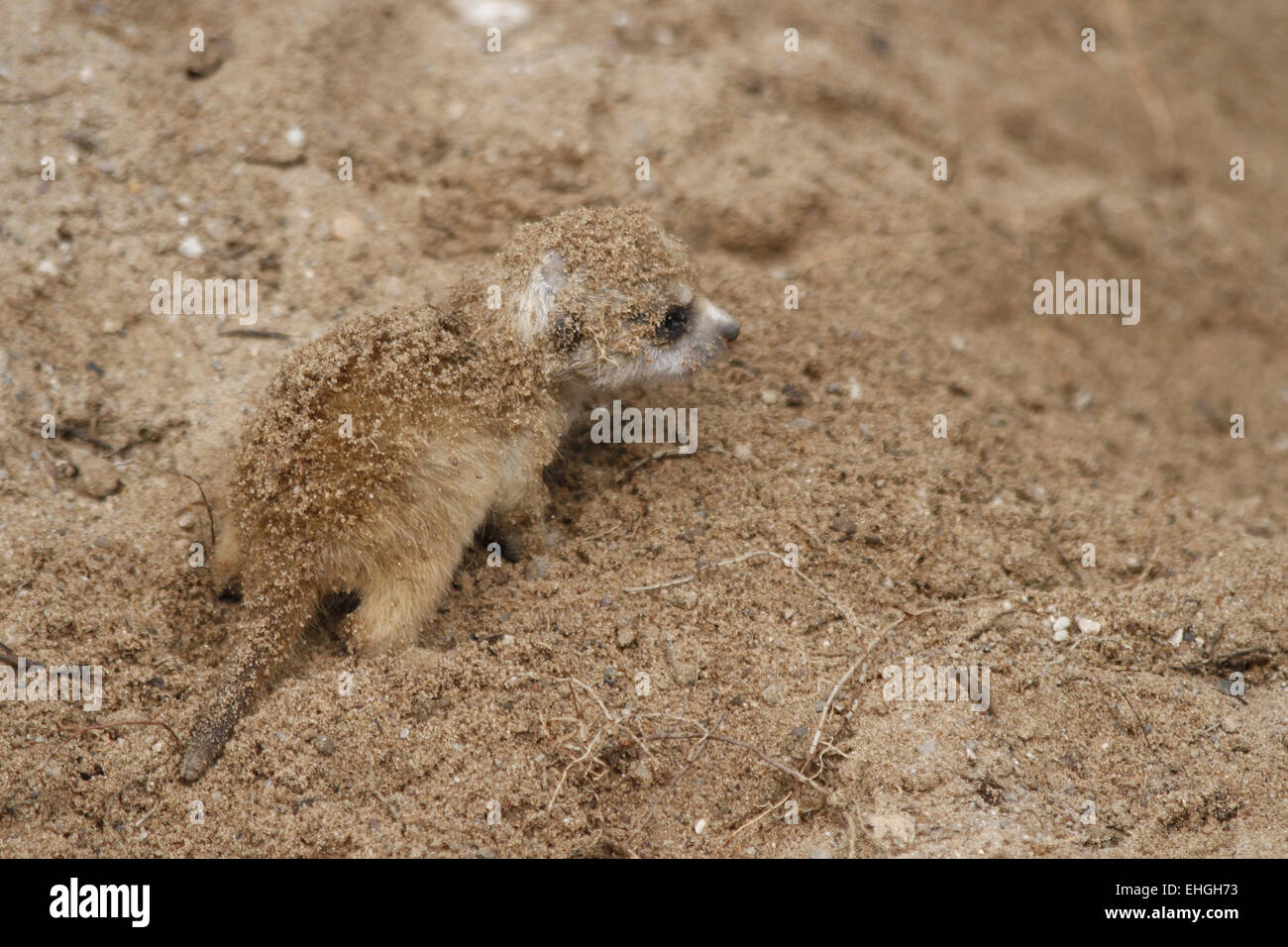 Relaxed meerkat hi-res stock photography and images - Alamy