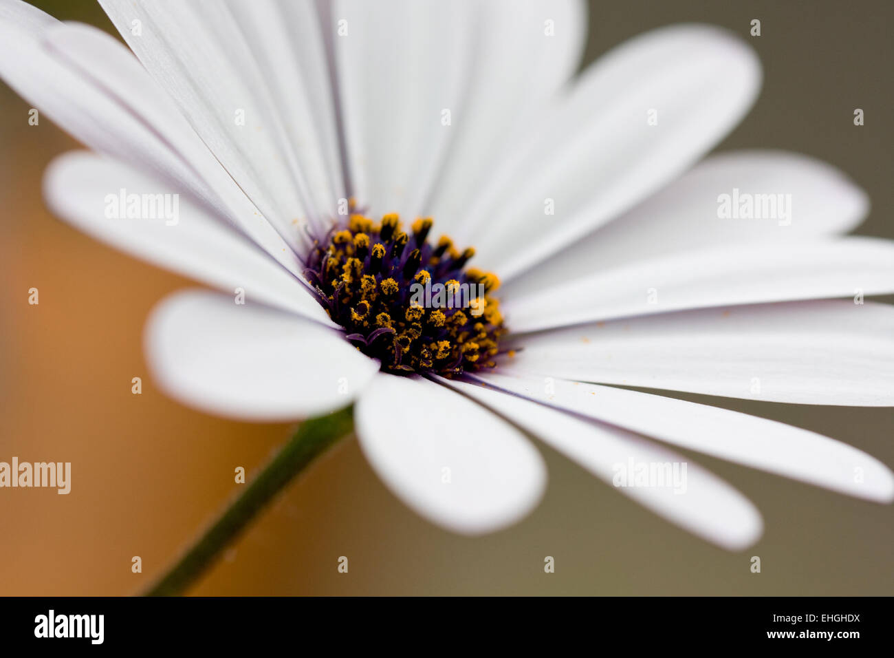 Cape daisy hi-res stock photography and images - Alamy