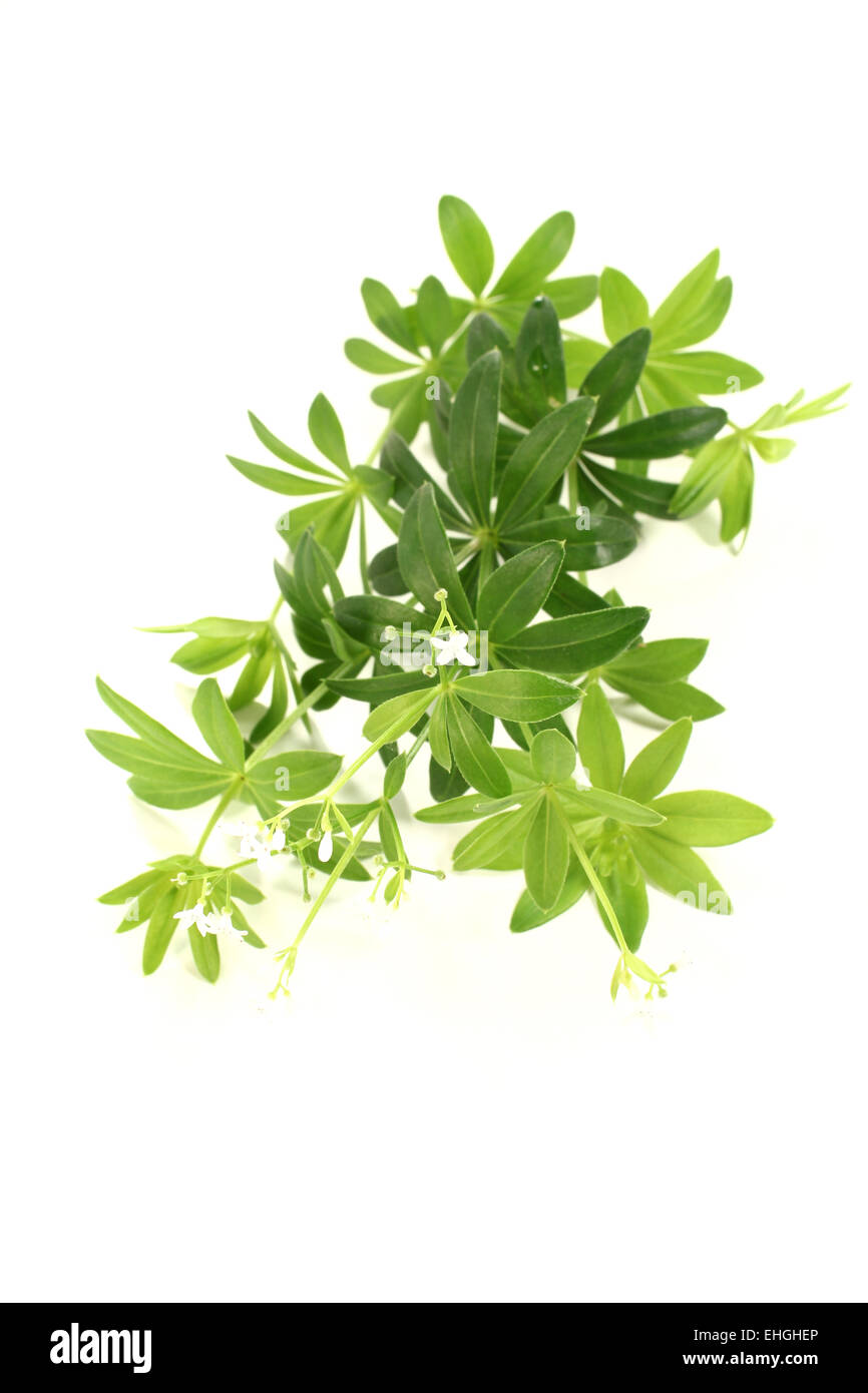 fresh sweet woodruff with flowers Stock Photo - Alamy